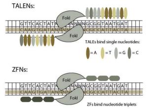 Gene Scissors: Evolving Double-Edged Sword